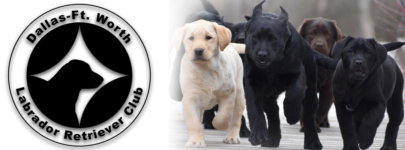 DFWLRC-Dallas, Ft. Worth Labrador Retiever Club